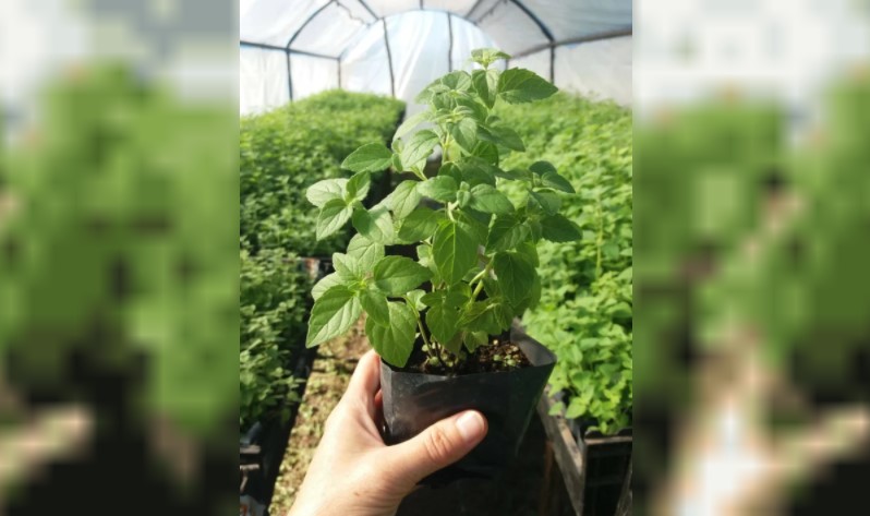 Córdoba | La peperina corre riesgo de extinción y emprenden siembra de ...