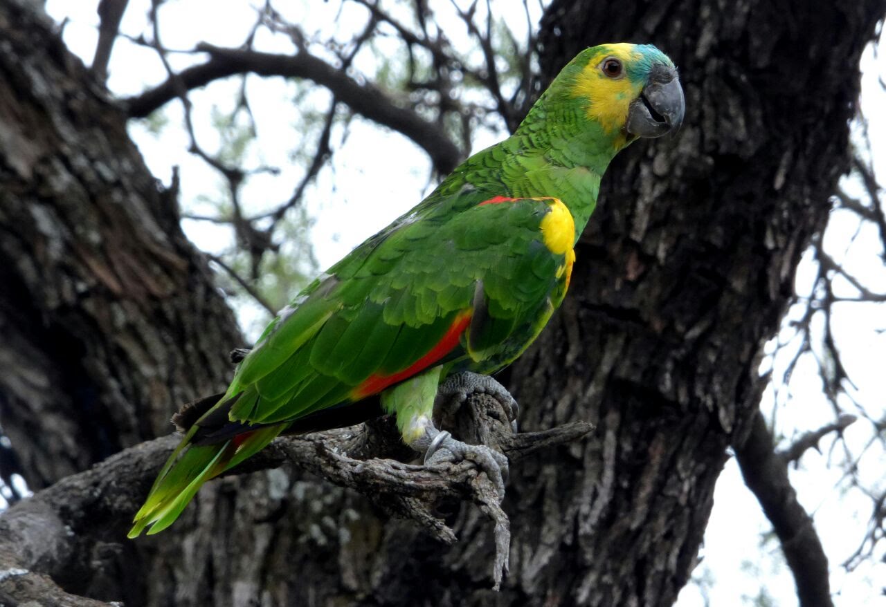 Psitacosis, una enfermedad que los seres humanos pueden prevenir - La ...